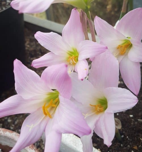 hortensis – Jacques Amand Wholesale