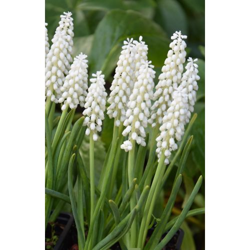 botryoides Album – Jacques Amand Wholesale