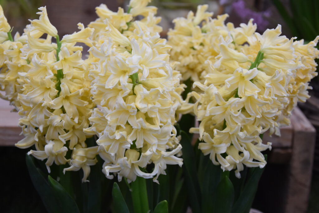 Yellow Queen 18/19cm – Jacques Amand Wholesale