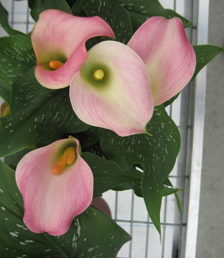 Captain Marrero – Jacques Amand Wholesale