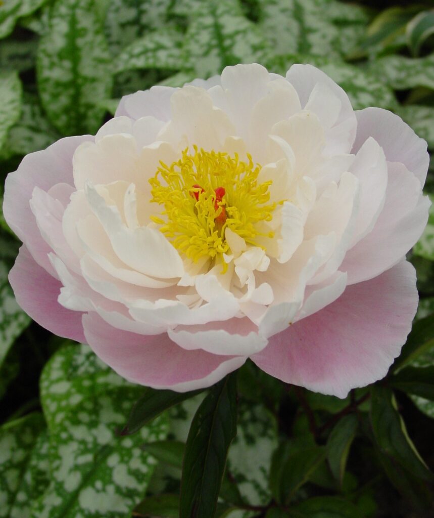 Lady Alexandra Duff – Jacques Amand Wholesale