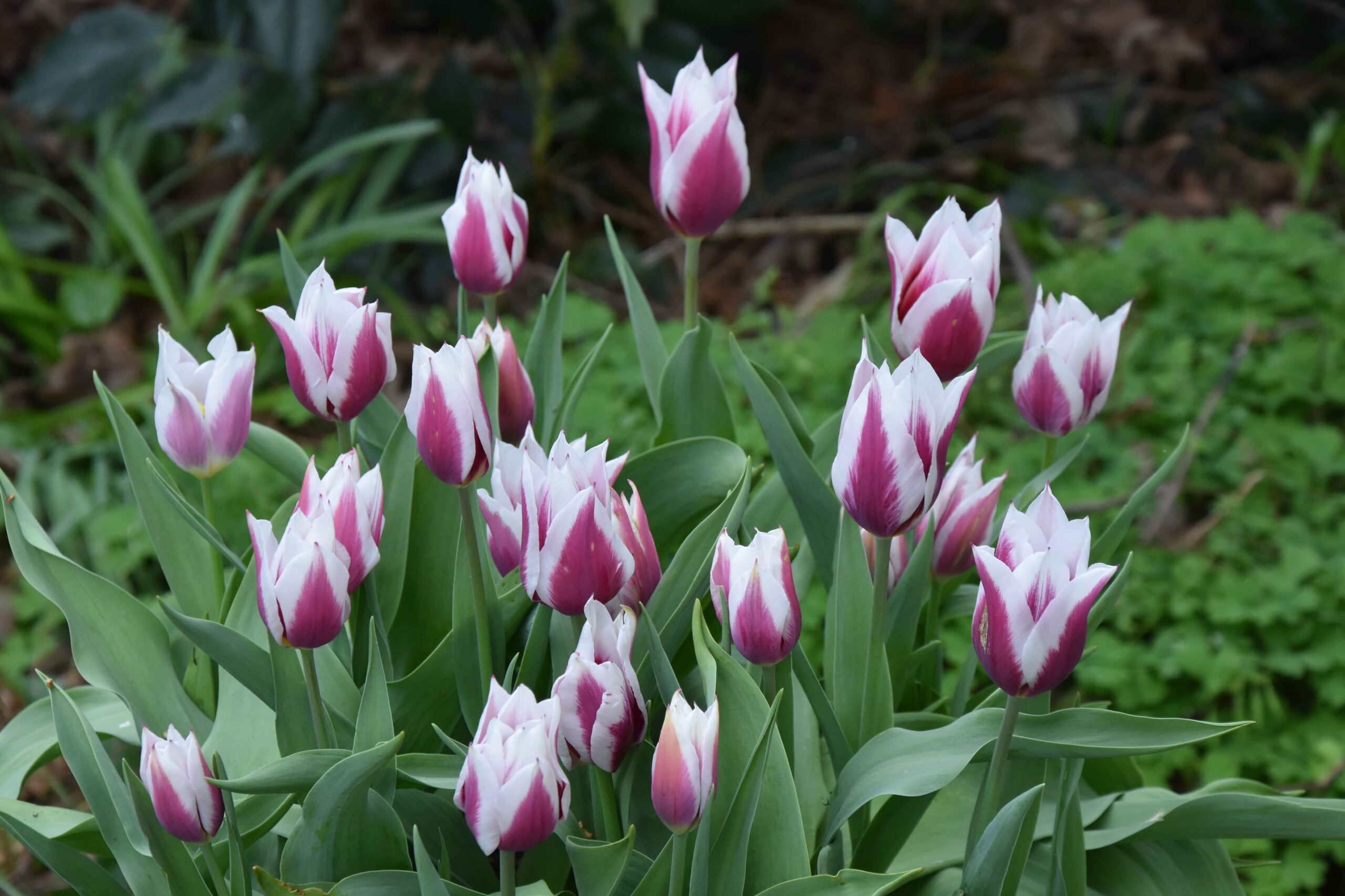 Lac van Rijn – Jacques Amand Wholesale